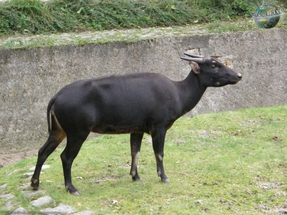 Anoa - Spiritual Meaning, Symbolism and Totem