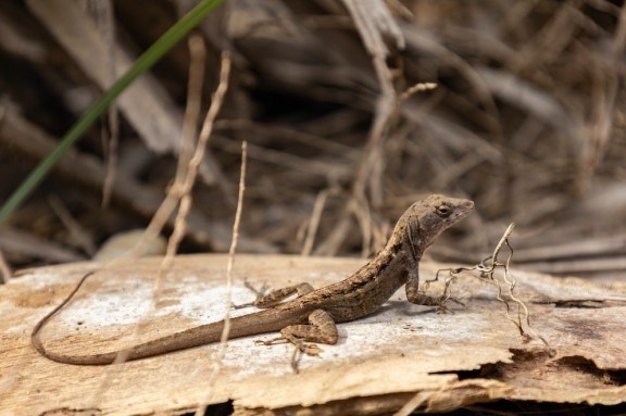 Unveiling the Fascinating Anole Meaning, Symbolism, and Totem