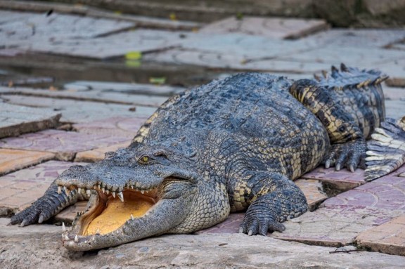 Caiman Symbolism, Meanings and Totem