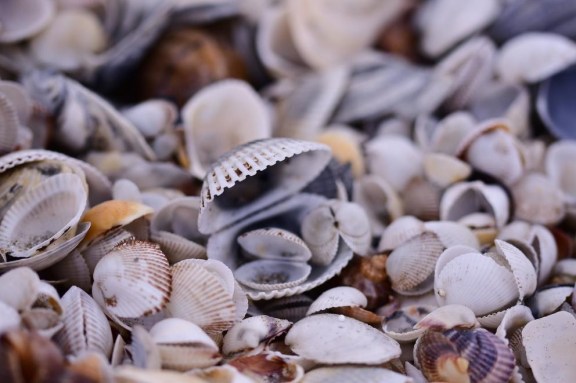 Clams: Spiritual Meaning, Symbolism and Totem