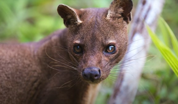 Unveiling the Mystical World of Fossa Squirrel: Spiritual Meaning ...