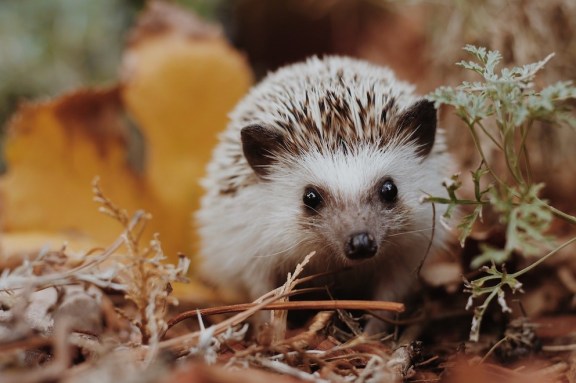 Hedgehogs Spiritual Meaning and Symbolism