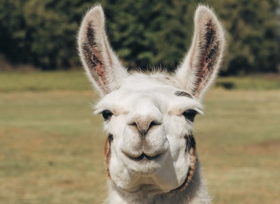 Unveiling the Spiritual Meaning, Symbolism and Totem of the Llama