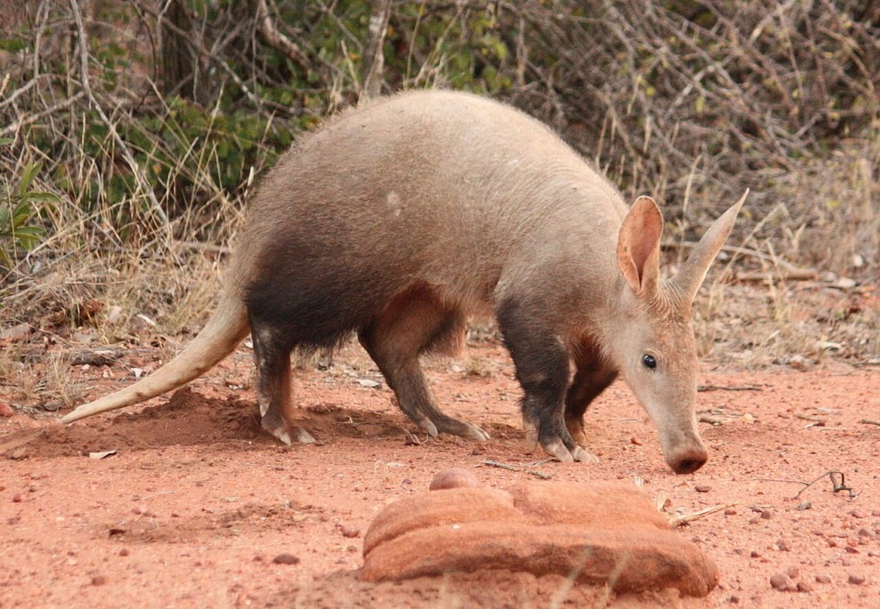 Discover the Fascinating World of Aardvark Symbolism, Meaning, and Totem