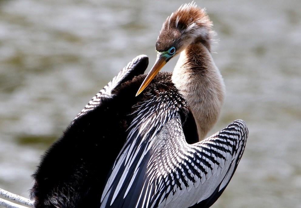 Discovering the Hidden Meanings of Anhinga as a Powerful Totem