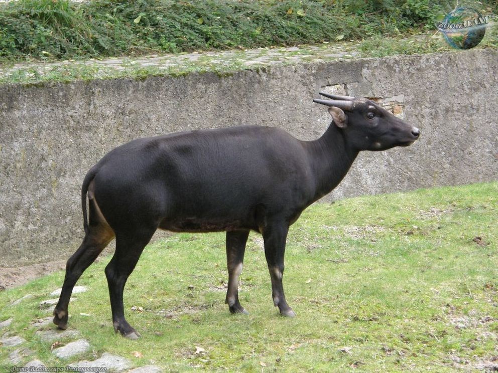 Anoa - Spiritual Meaning, Symbolism and Totem