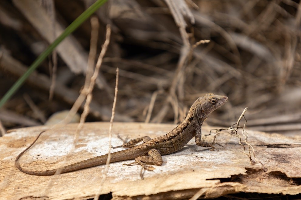 Unveiling the Fascinating Anole Meaning, Symbolism, and Totem