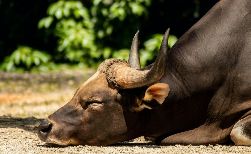Discover the Spiritual Meaning, Symbolism and Totem of the Banteng