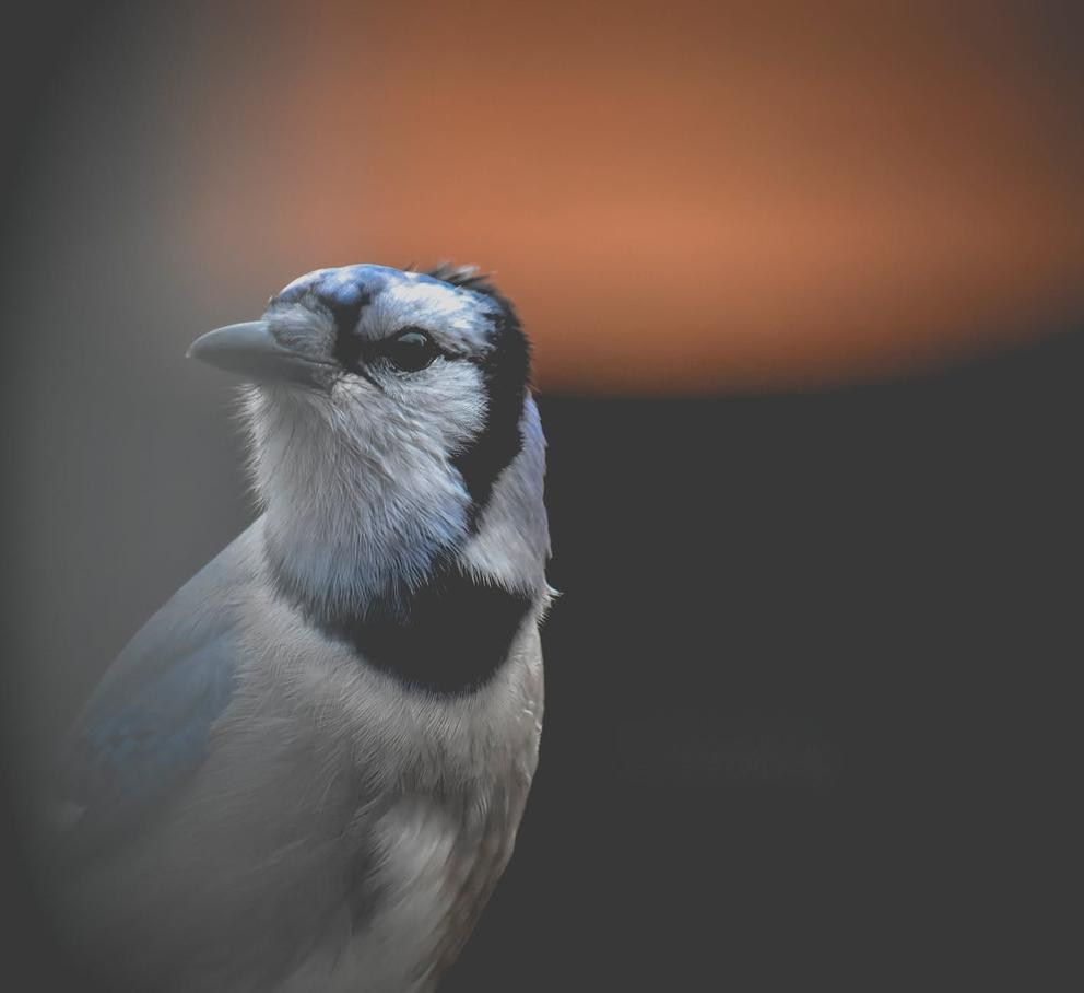 Exploring the Mystical World of Blue Jay Symbolism in Wicca