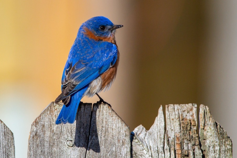 Unlocking the Secrets of Bluebird Spiritual Meaning to Improve Your Life