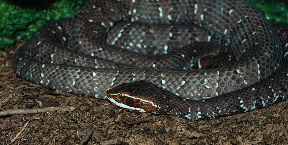 Cantils Spiritual meaning, Symbolism and Totem