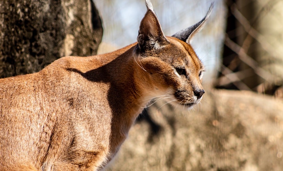 Unveiling the Mysteries of Caracal Symbolism, Meaning, and Totem