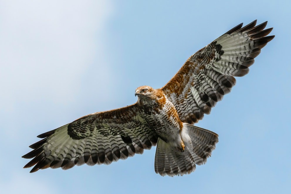 Common Buzzard: Unlocking the Spiritual Meaning, Symbolism and Totem