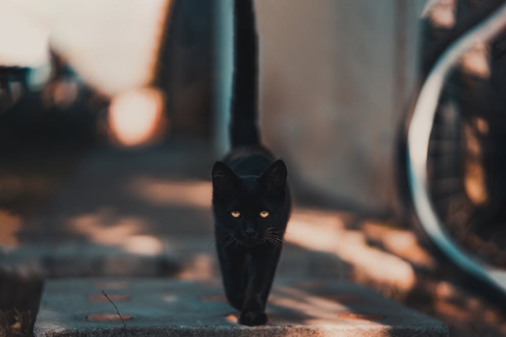 Dark Secrets of Dead Black Cat Meaning, Symbolism + Totem