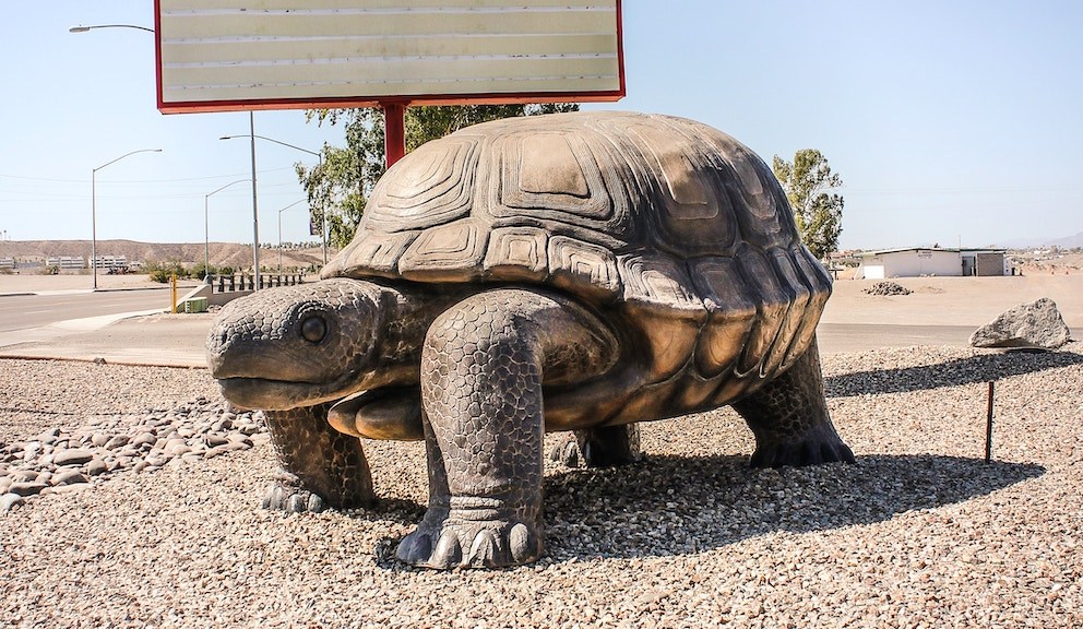 The Spiritual Significance of Desert Tortoise: A Guide to Understanding ...
