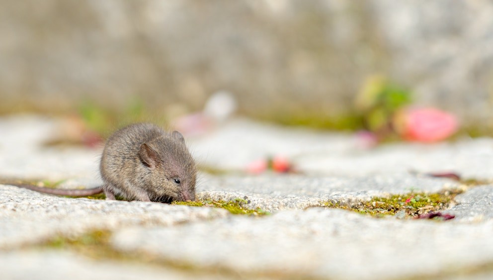 Unlocking the Mystical Dormouse: Symbolism, Totem, Spiritual Meaning
