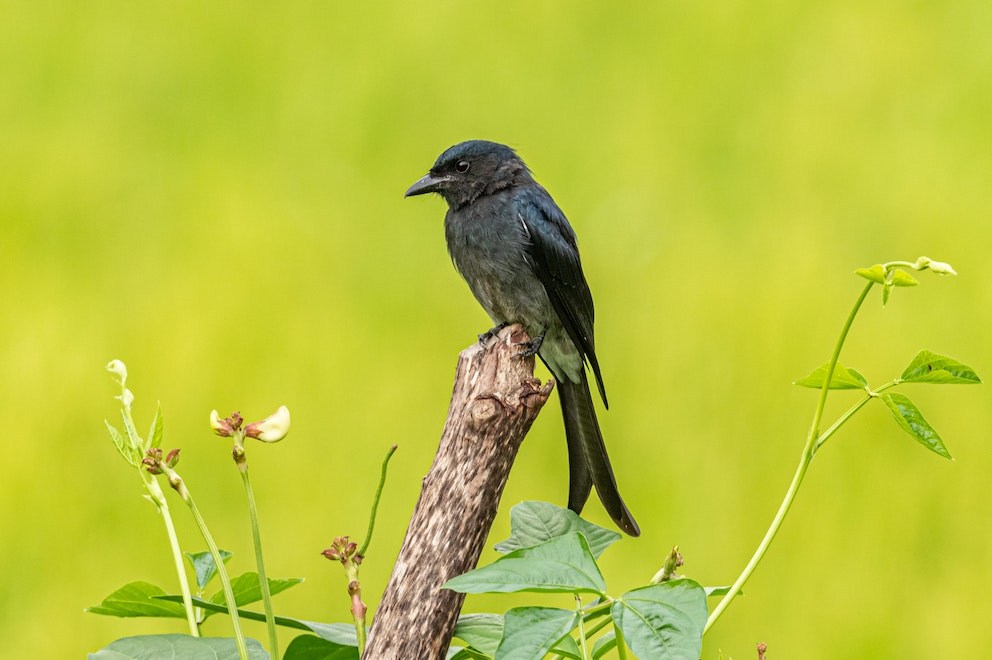 Drongo - Spiritual Meaning, Symbolism and Totem