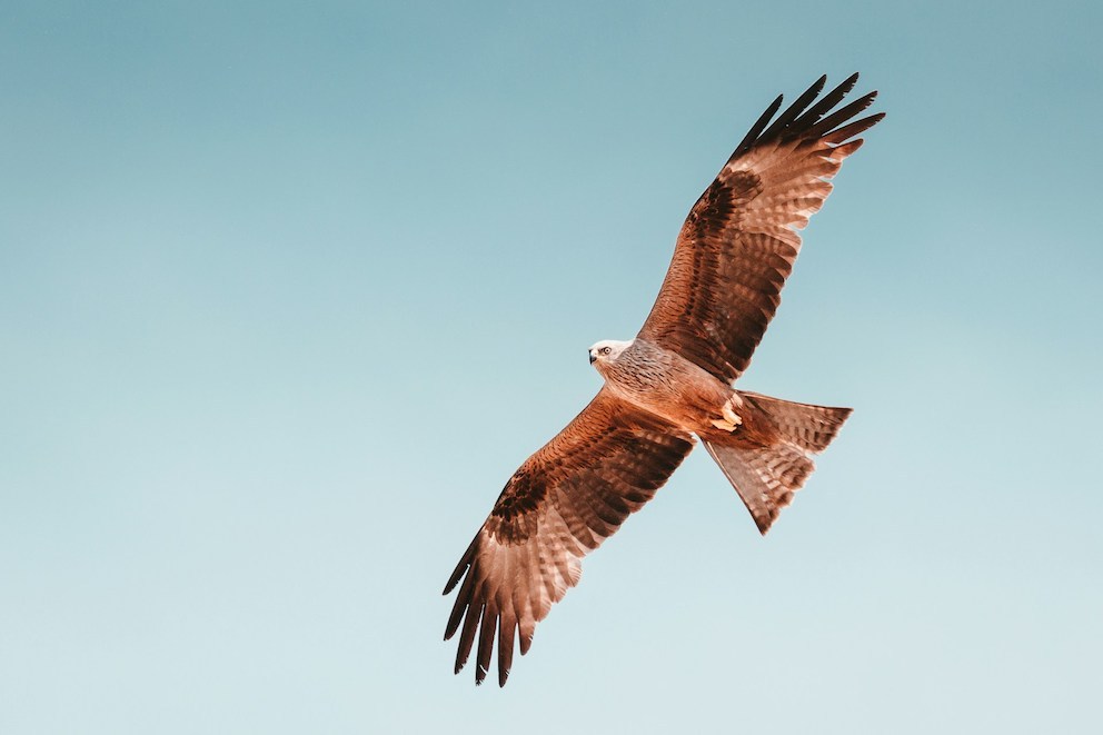 Unlocking the Secrets of Hawk Dreams: Meaning and Interpretation