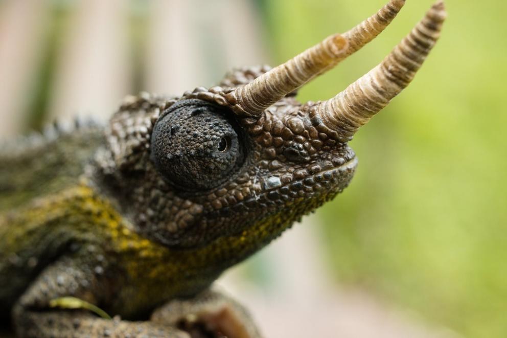Horned Lizards: Spiritual Meaning and Symbolism (A Comprehensive Guide)