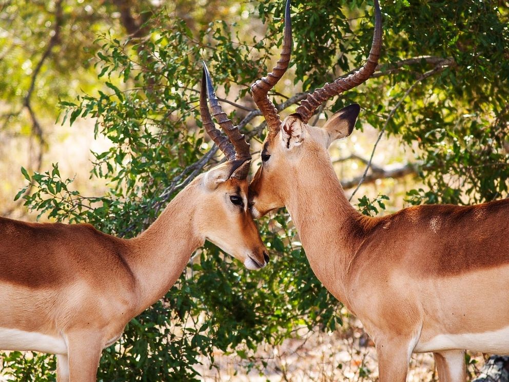 Discover the Spiritual Meaning, Symbolism, and Totem of Impalas