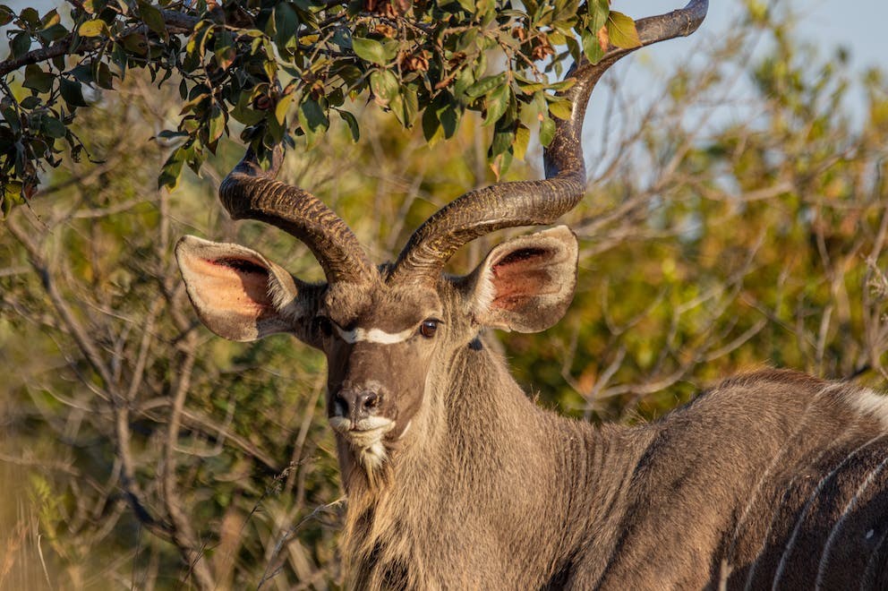 Kudu: Spiritual Meaning, Symbolism and Totem
