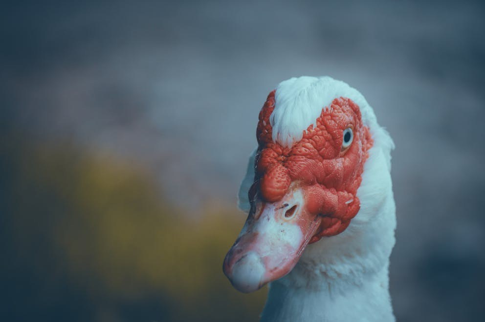 The Spiritual Significance of Muscovy Ducks