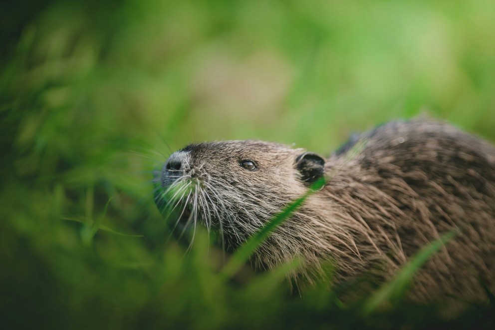 Muskrat Symbolism, Meaning, and Totem: Exploring the Spiritual ...