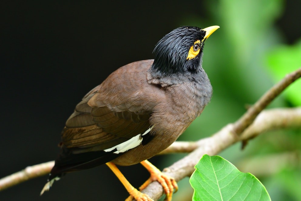 Unlocking the Mysteries of Myna Bird Symbolism and Totem