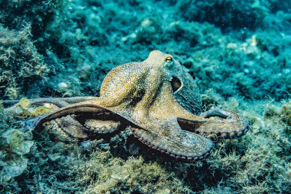 Unveiling the Mysteries of Octopus Spiritual Meaning, Symbolism, and Totem