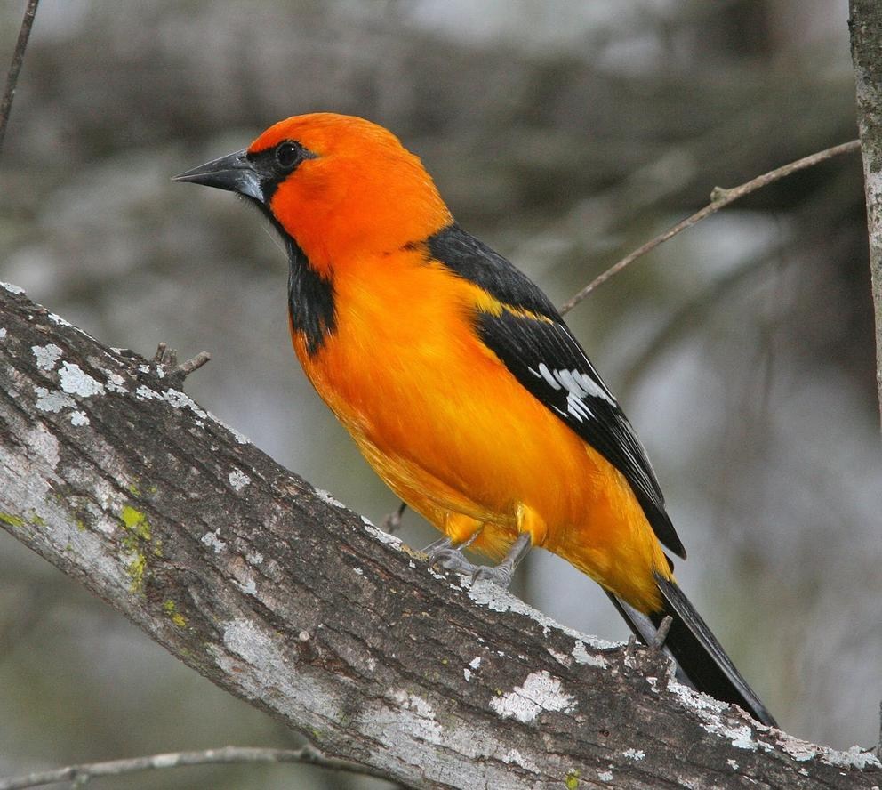 The Fascinating World of Oriole Bird: Symbolism, Meaning, and Totem