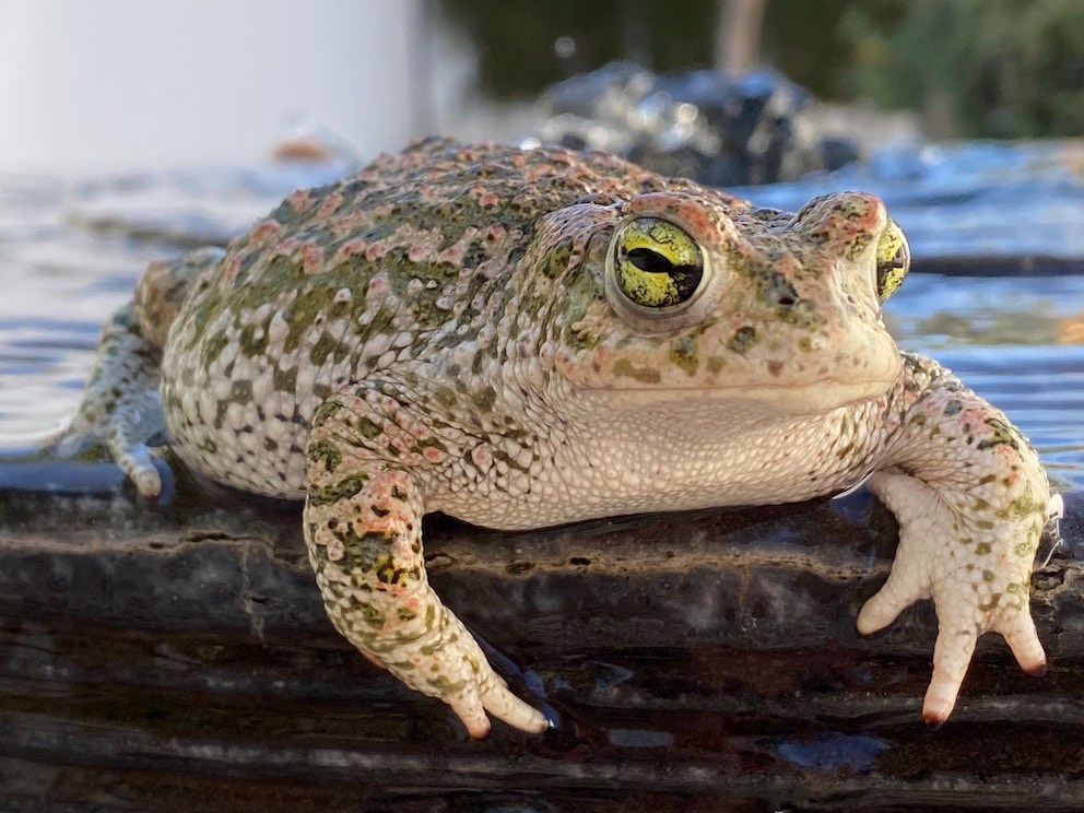 Pool Frogs: Unveiling the Spiritual Meaning, Symbolism and Totem