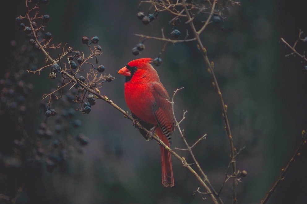 Red Bird Spiritual Meaning, Symbolism, and Totem: A Comprehensive Guide