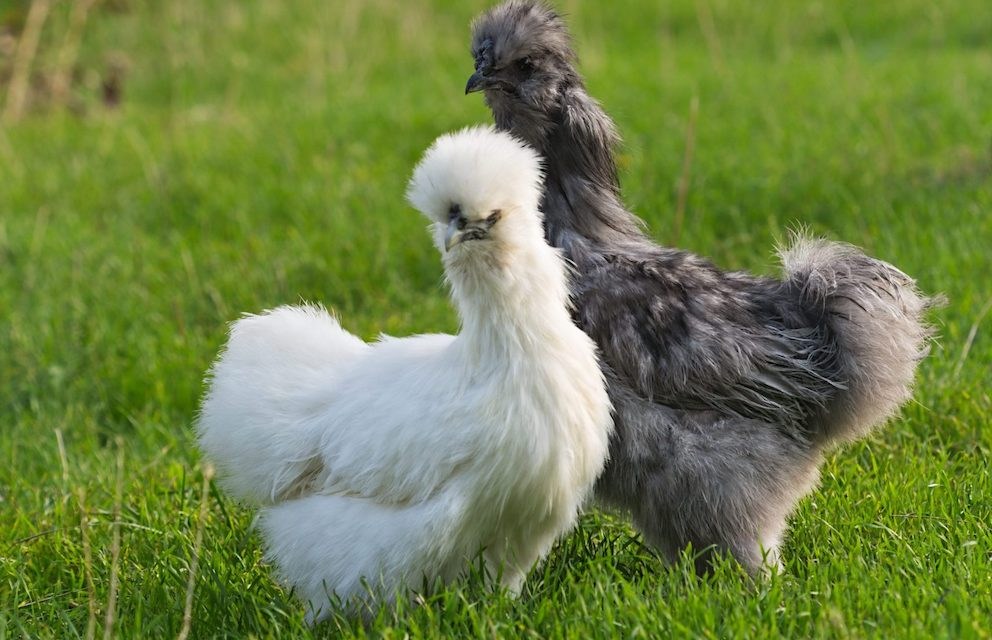 Silkie Chickens - Spiritual Meaning, Symbolism, Totem