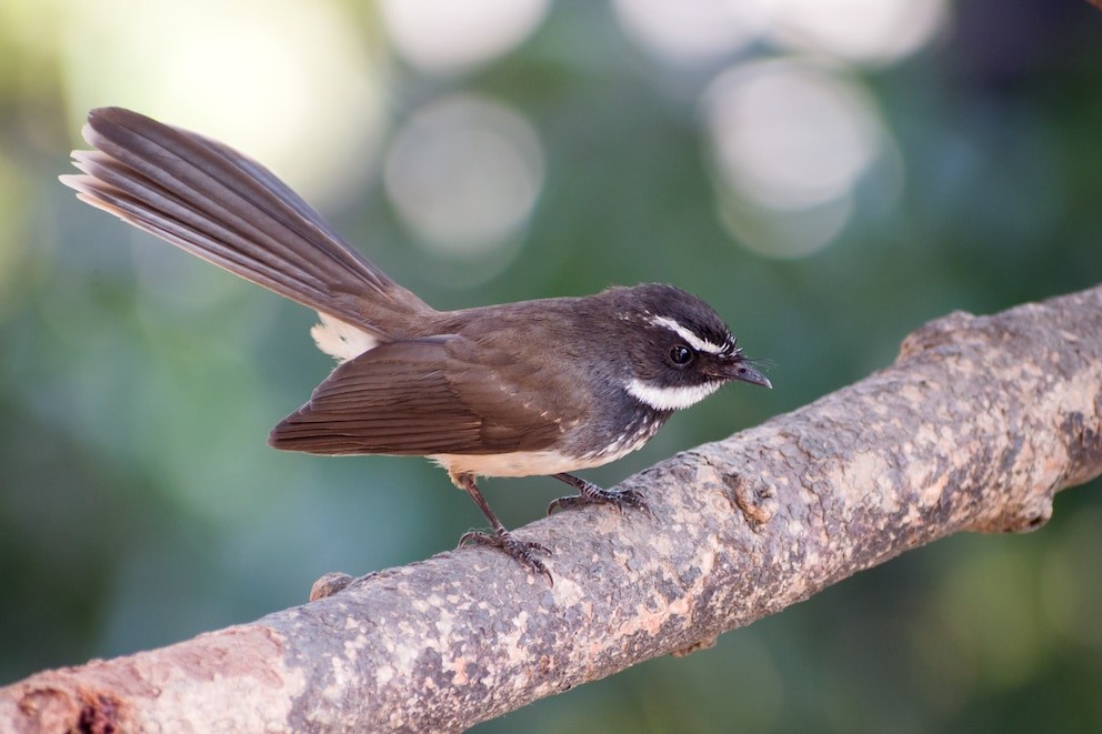 Spiritual Meaning Of Fantail at Harry Quintana blog