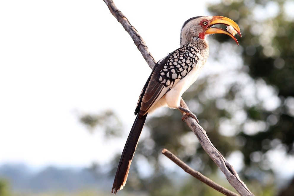 Unlocking the Spiritual Significance of Hornbills: A Comprehensive ...