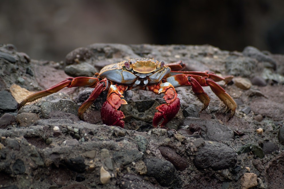 Stone Crab: Deeper Spiritual Meanin and Symbolism and Totem