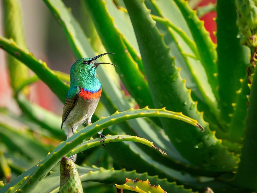 Unlocking the Mysteries of the Sunbird: Spiritual Meaning, Symbolism ...