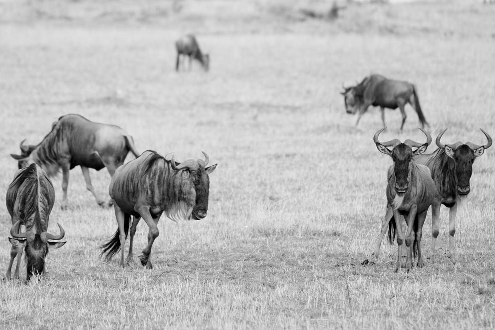 Discover the Spiritual Meaning, Symbolism and Totem of Wildebeest